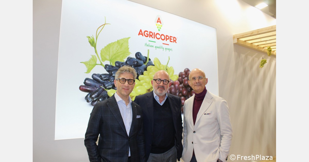 Erste Ruby Rush-Trauben in Süditalien geerntet