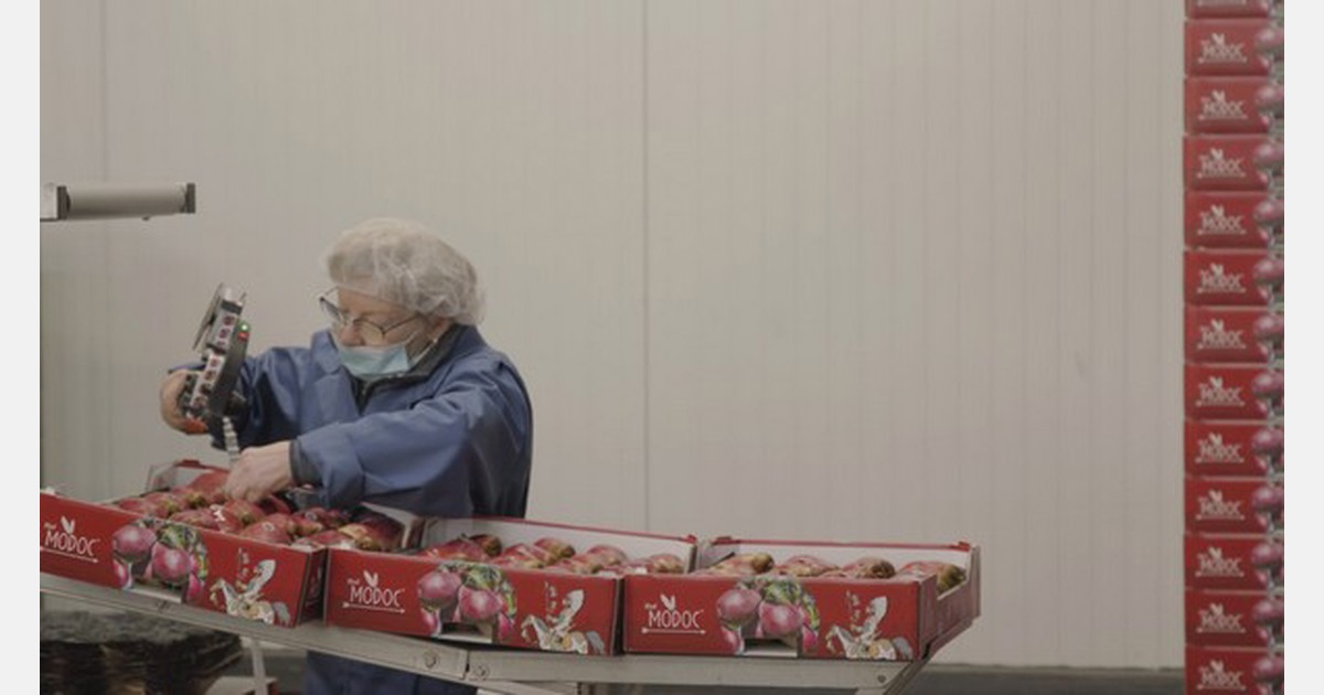 Verkauf der Red Modoc Birne exklusiv in belgischen und deutschen Geschäften