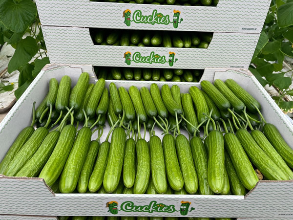 "Mini-Gurken werden immer beliebter"