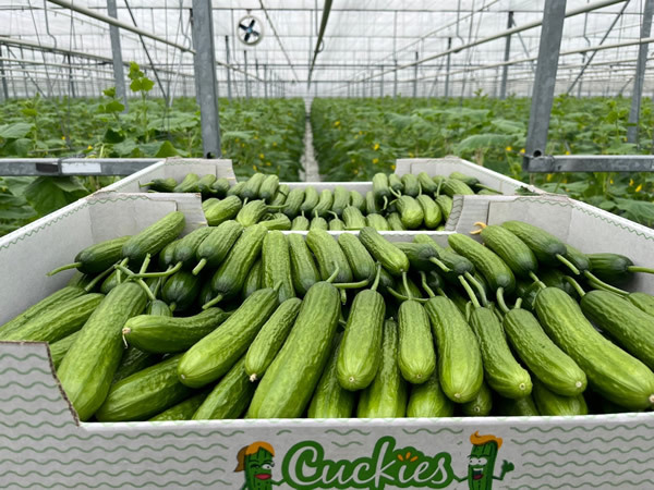 "Mini-Gurken werden immer beliebter"