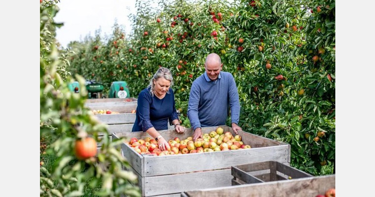"Der Mangel an kleinen Äpfeln wird den Preis in diesem Jahr in die Höhe ...
