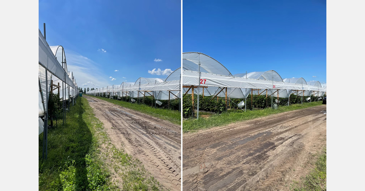 "Polnische Erdbeer- und Himbeersaison ist gut verlaufen, die ...