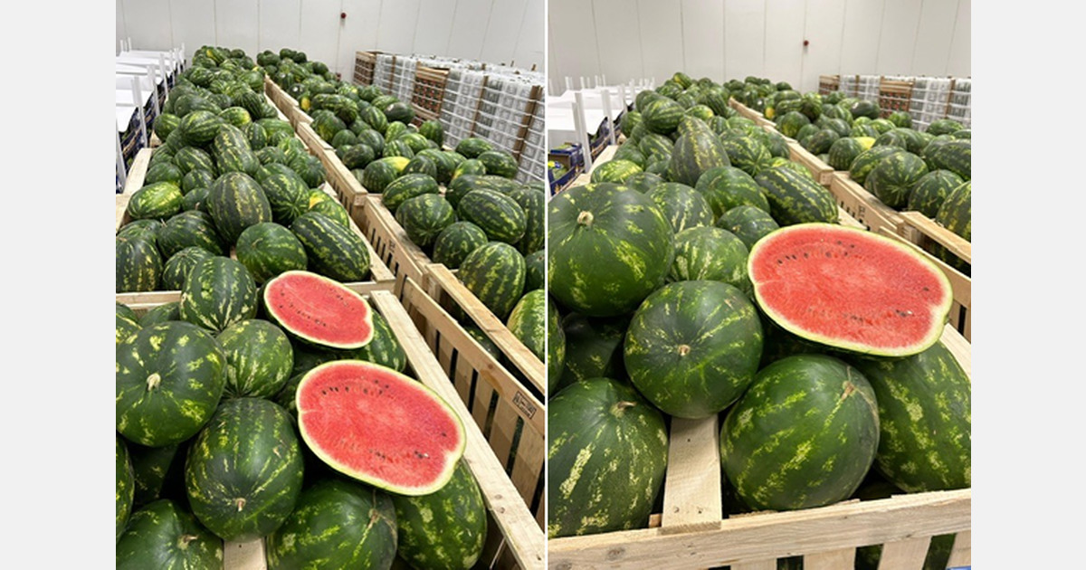 "Nachfrage nach marokkanischen Dumara-Wassermelonen ist gut"
