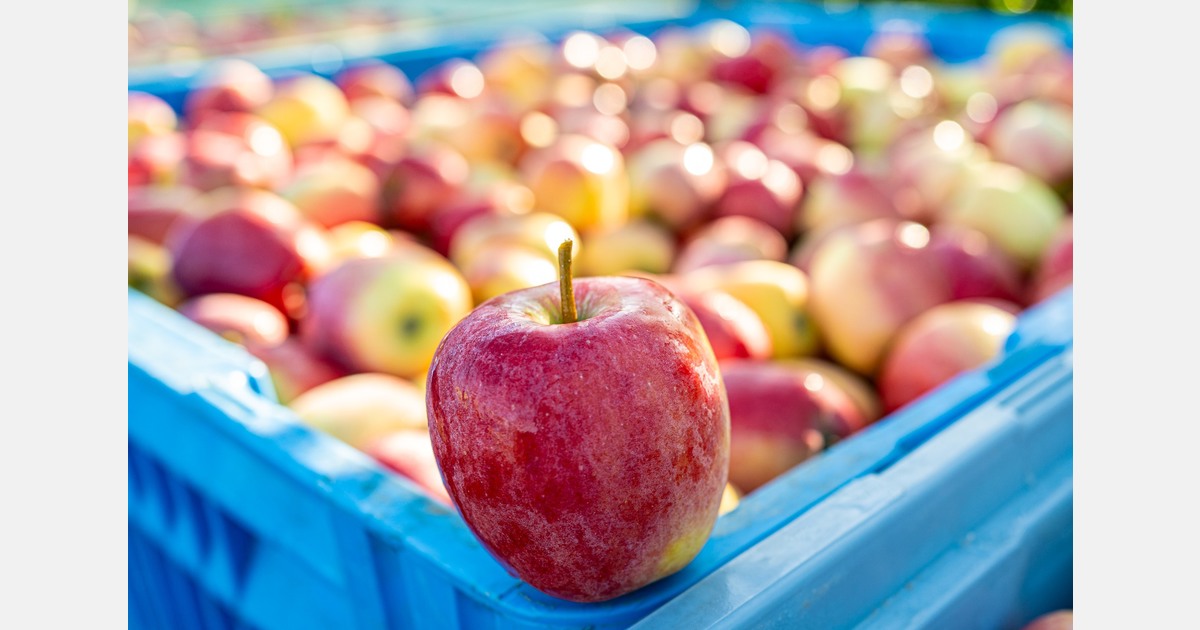 Der Apfel Coryphee ist für den Product Made in Limburg Award nominiert