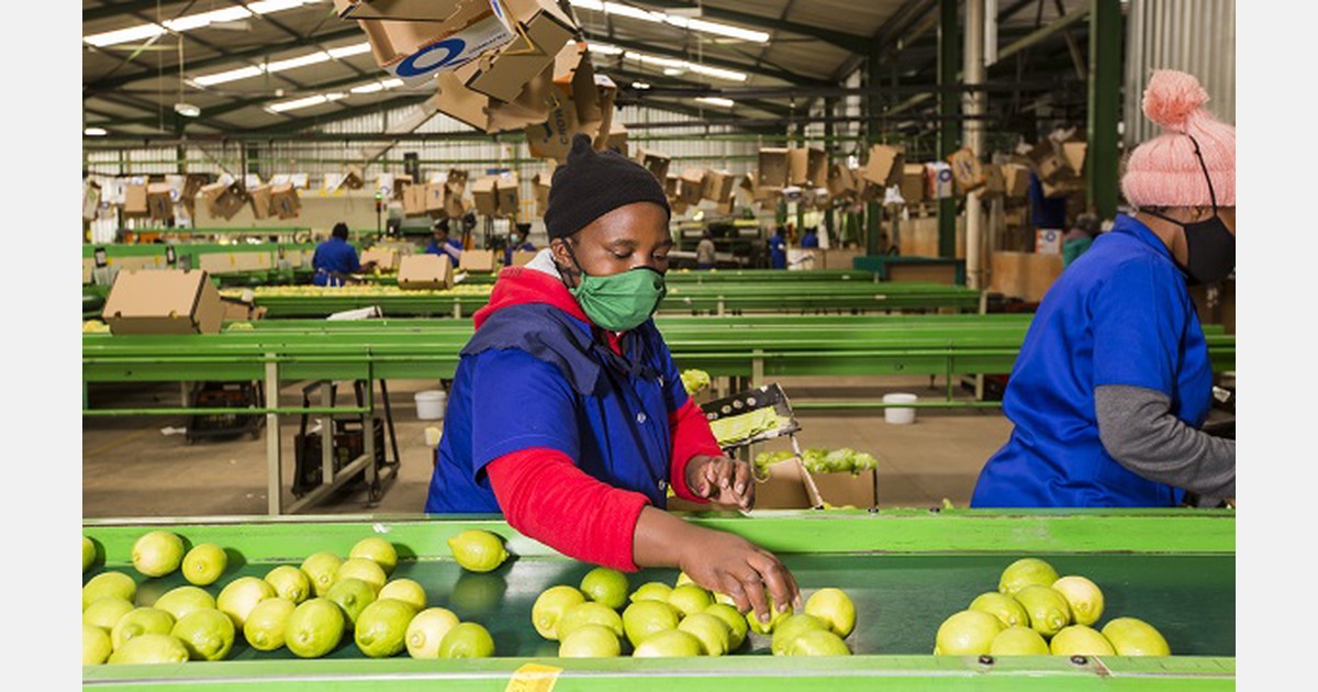 KwaZulu-Natal Citrus Packhouse freut sich auf den Anbau von Avocados