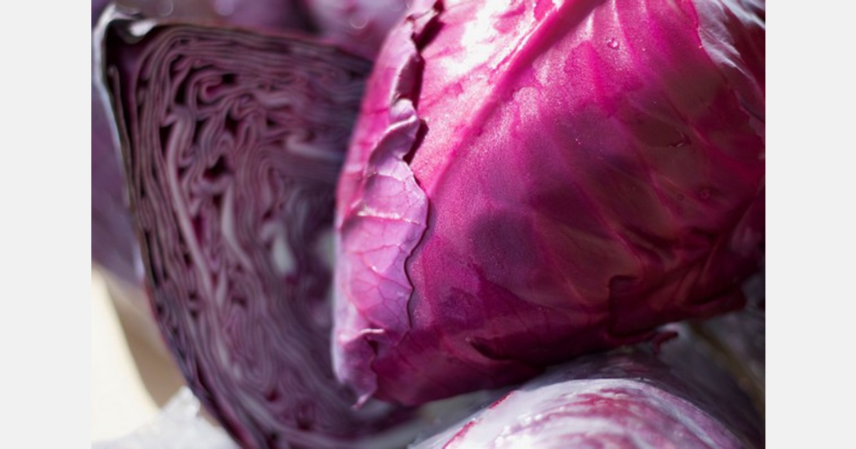 Lila Bio-Spitzkohl: ein Trendgemüse, das sich durchsetzen könnte