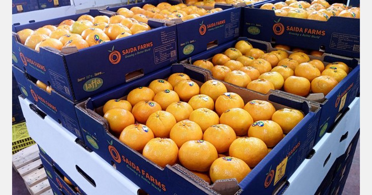 "Orri-Mandarinen haben im Vergleich zu Grapefruits und Orangen gut ...