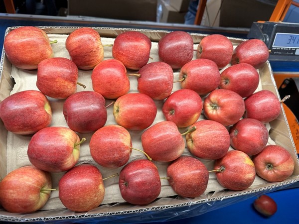 "In dieser Saison sind die Preise für Äpfel kontinuierlich gestiegen"