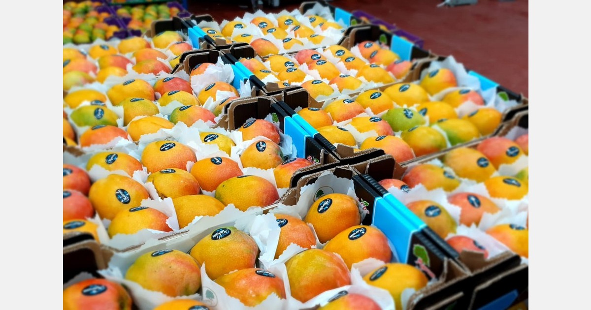 "Israels Mango-Erntevolumen soll sich in der Saison 2024 verdoppeln"