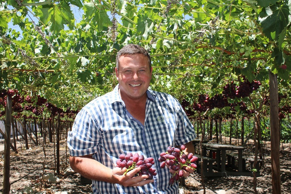 "Hohe Erwartungen an neuer Traubensorte FIRE CRUNCH™"