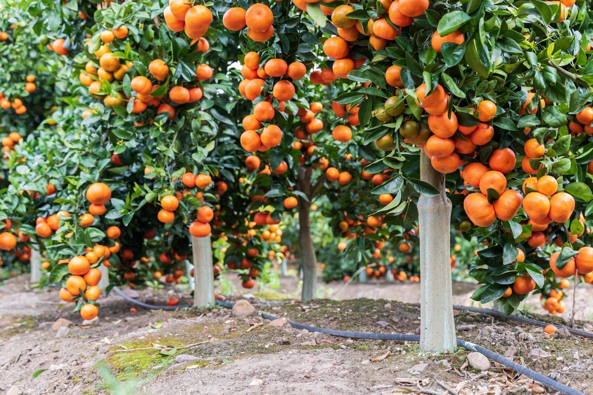 Bollo und ClemenGold kooperieren bei der Versorgung mit europäischen ...