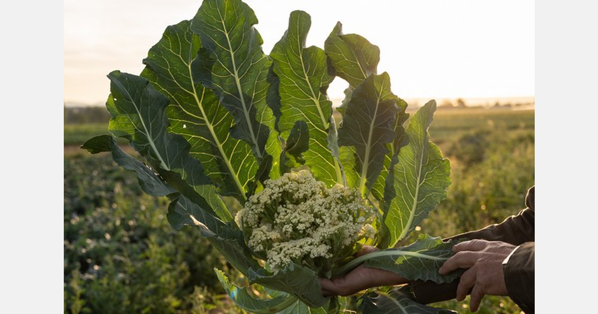"Gerade bei wildem Blumenkohl sind die Ertragsaussichten besonders positiv"