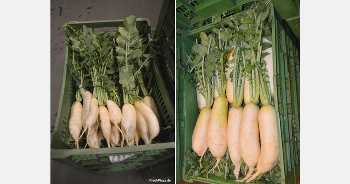 "Hitzebedingt gab es viele Probleme mit Thrips und Fliegen"