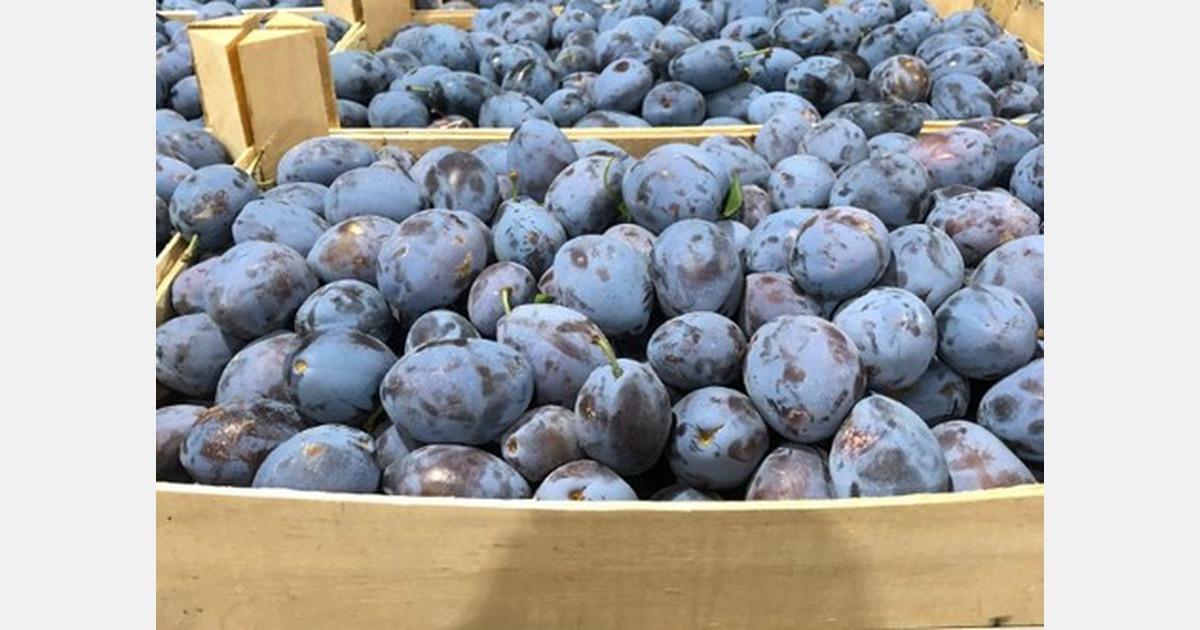 "Ich würde fast behaupten, dass es solche schönen Zwetschgen noch nie gab"