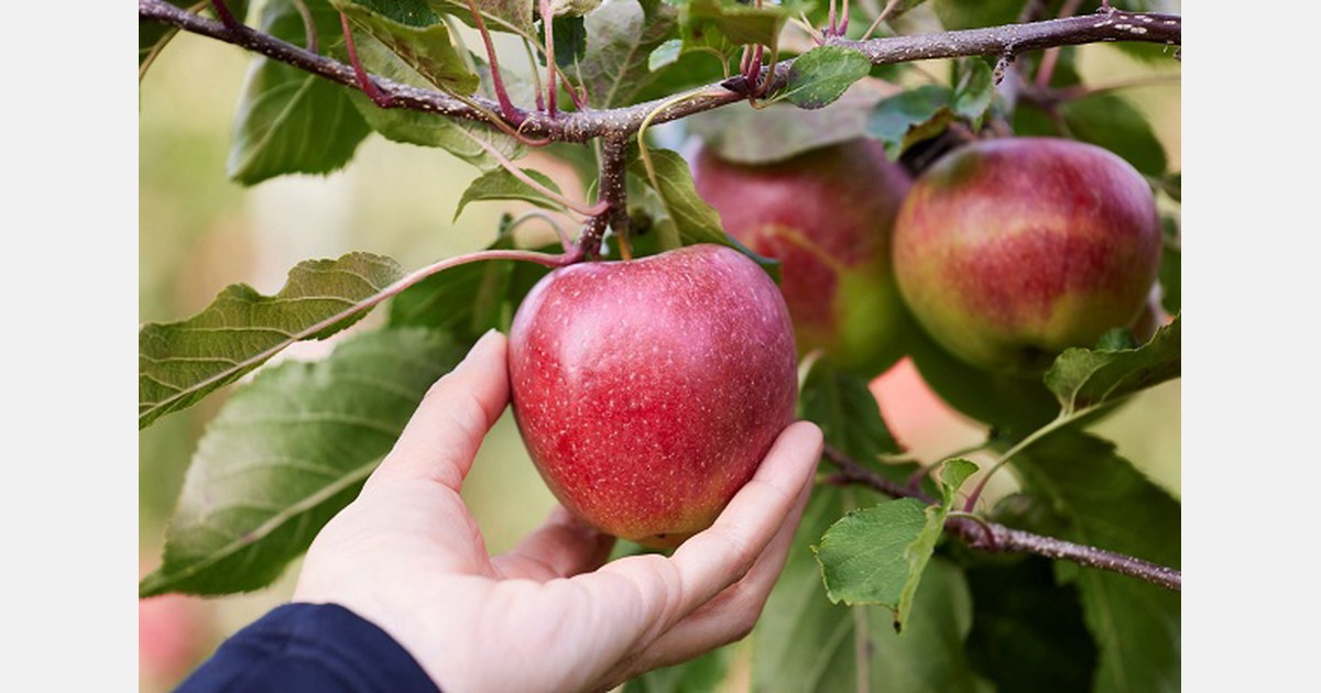 EDEKA bietet exklusive Apfelsorte jetzt in ganz Deutschland an