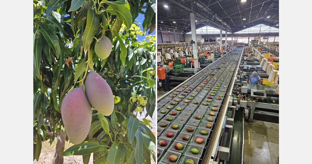 "Im Sommer ist die Mango vor allem in Deutschland eine sehr beliebte ...