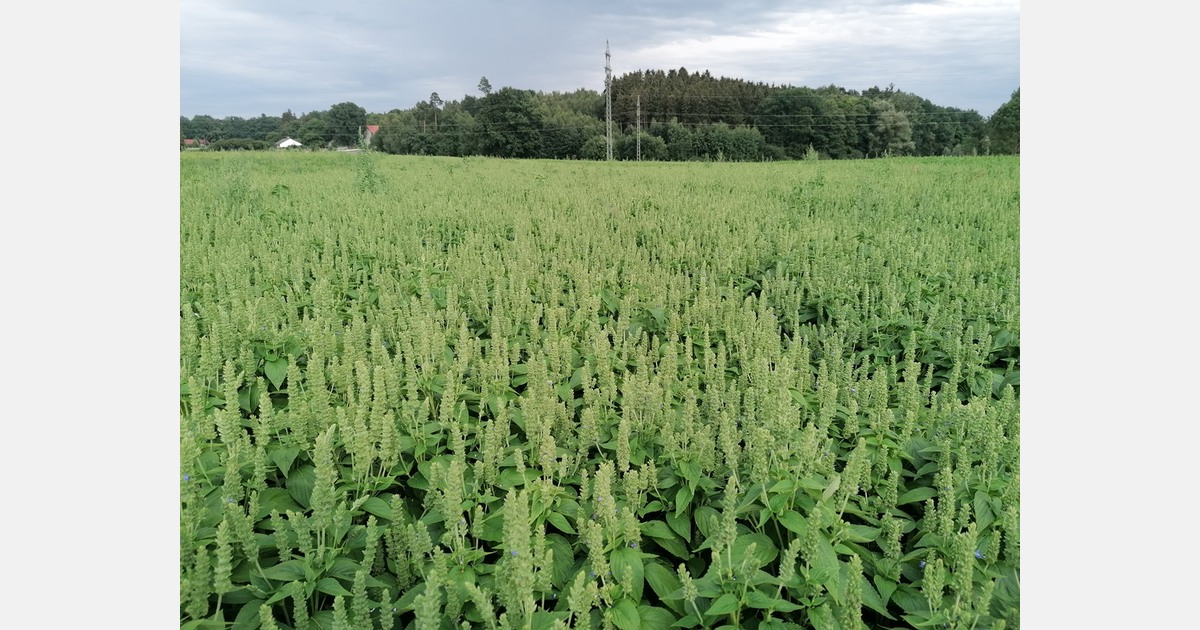 "Der Vorteil für uns ist, dass der Chia-Anbau unsere Fruchtfolge ...