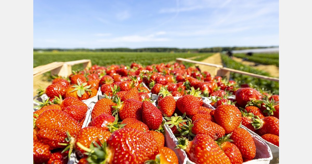 "Geschützter Anbau rettet Erdbeersaison"