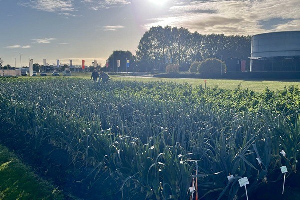 Tozer präsentiert über 100 Gemüsesorten bei den Dutch Field Trials