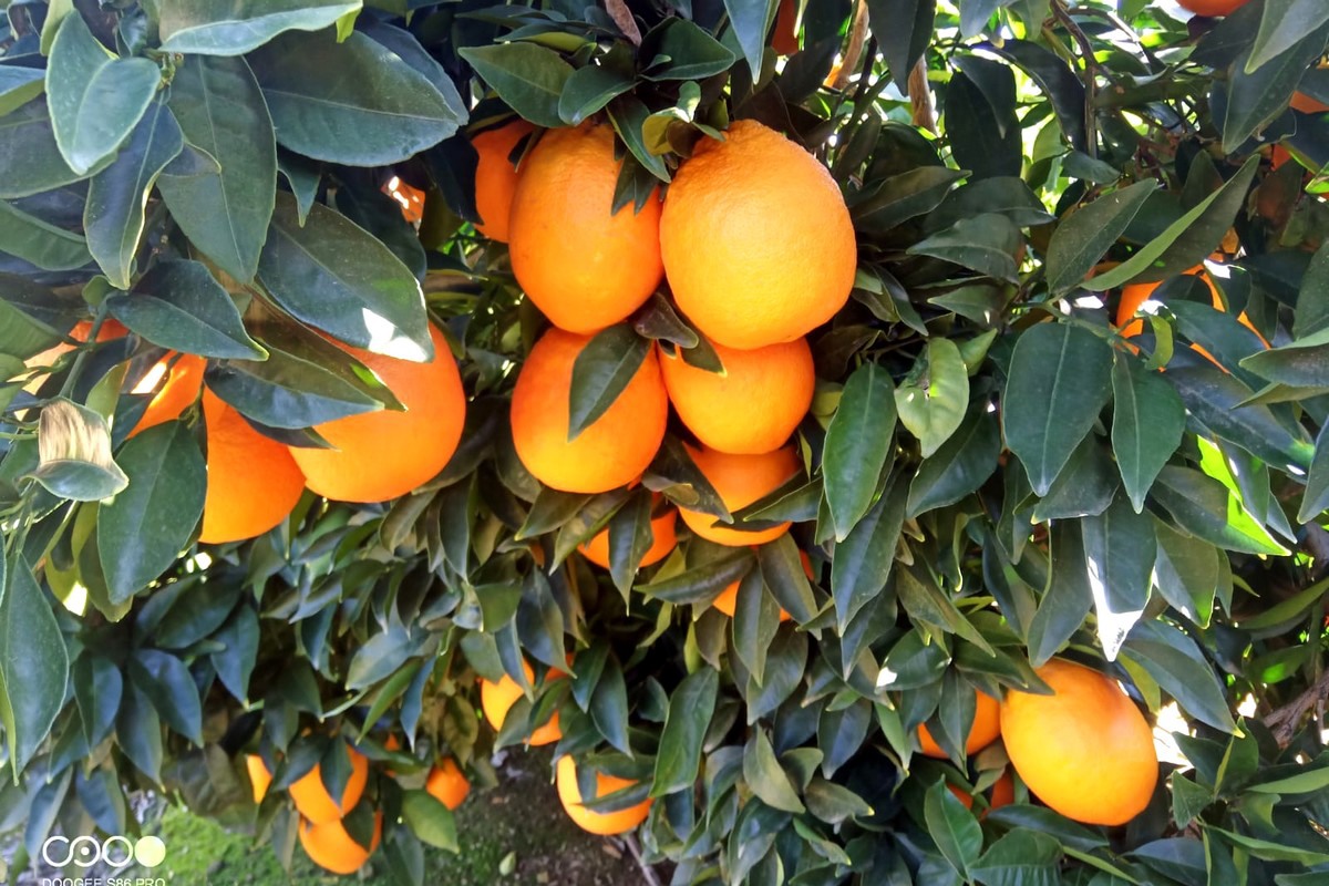 "Der Mangel an Orangen wird sich zeigen, wenn die Navelinas Ende ...