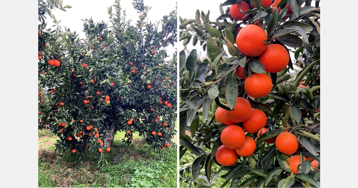 "Als wir die Leanri fanden, waren wir sofort überzeugt"