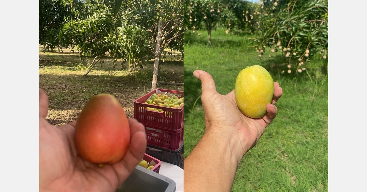 "Europäische Verbraucher reagieren positiv auf charakteristischen ...