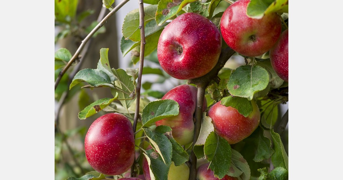20 Prozent Wachstum für Juliet-Äpfel