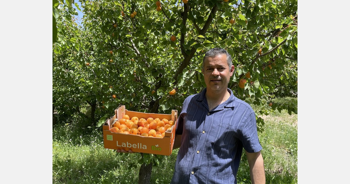 "Die spanische Bio-Steinobstsaison sieht gut und vielversprechend aus"