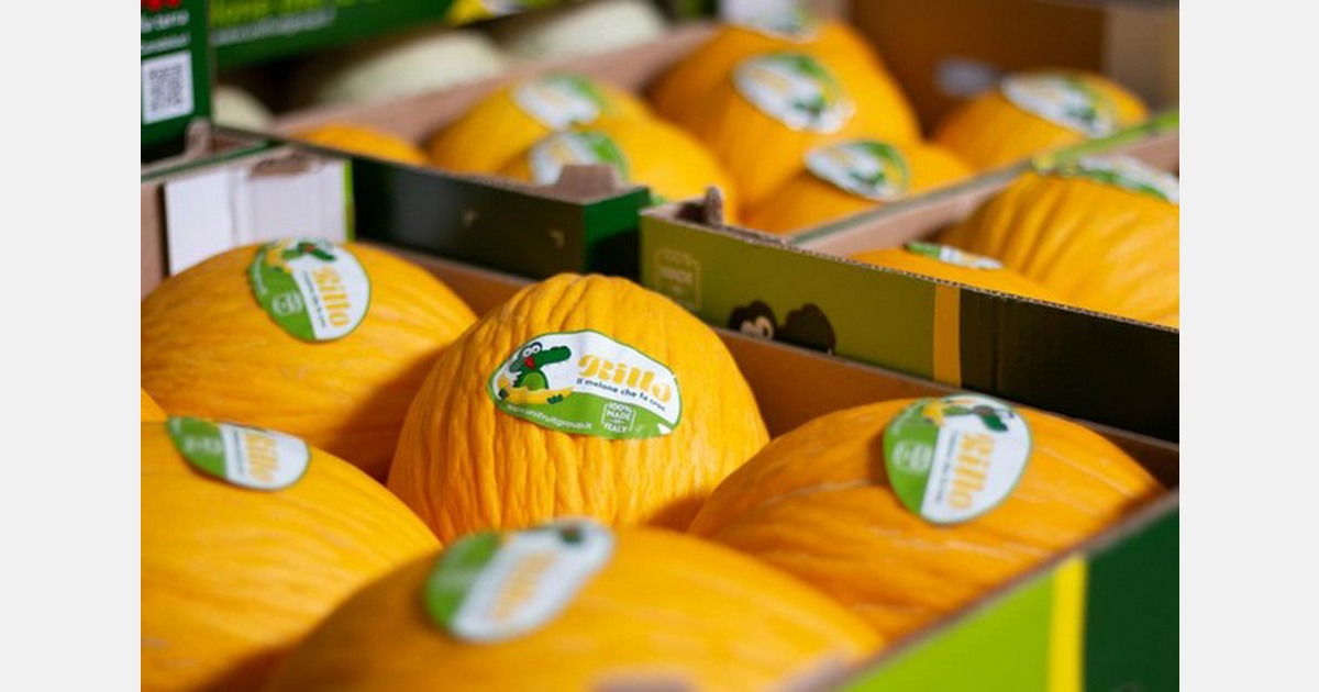 Rege Nachfrage nach gelben Melonen aus Deutschland und Nordeuropa