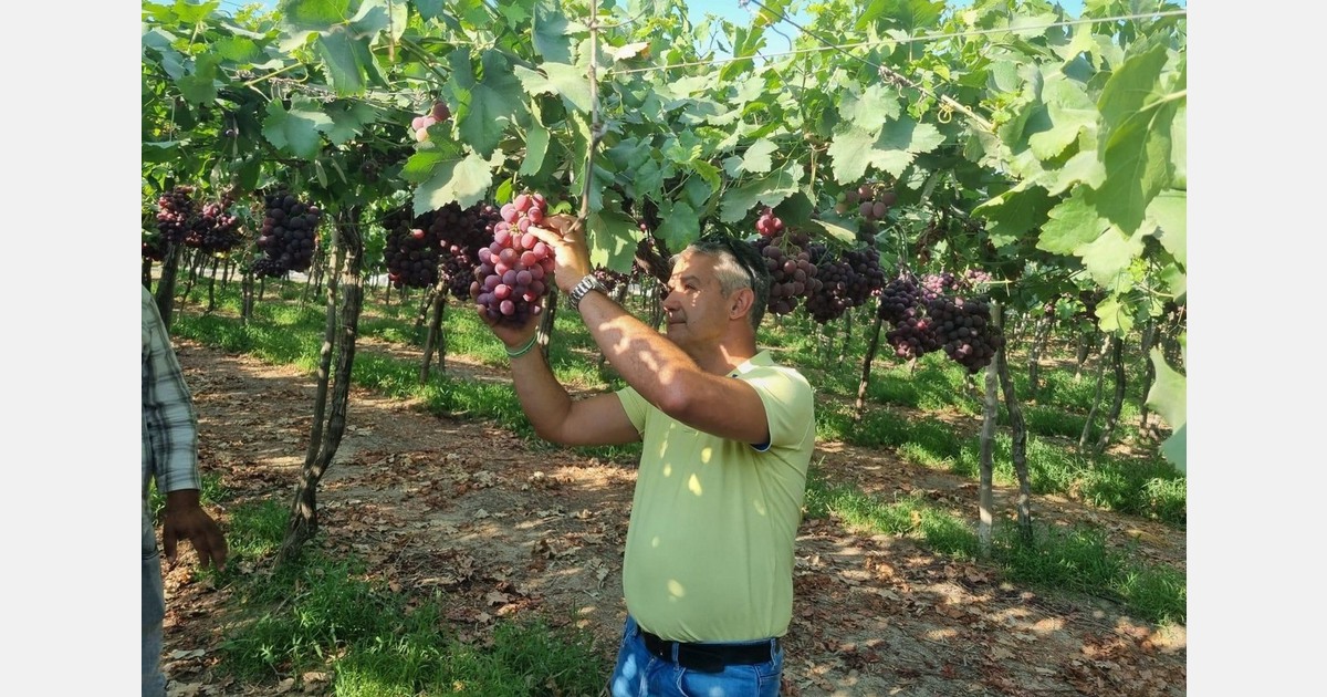 Ägypten erntet Crimson Seedless- und Red Globe-Trauben
