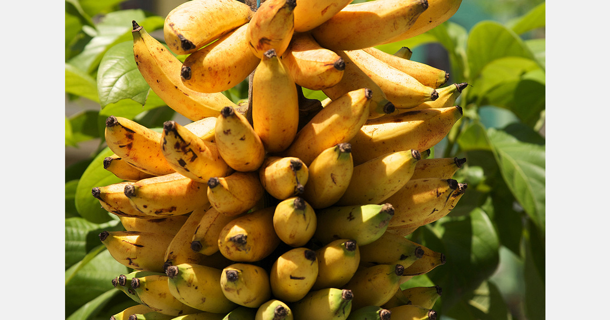 Australiens erste gentechnisch veränderte Banane im Geschmackstest