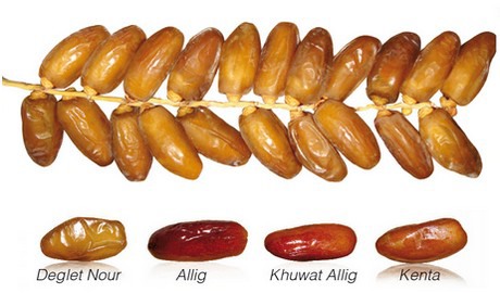 Nachfrage nach Datteln in Deutschland steigt